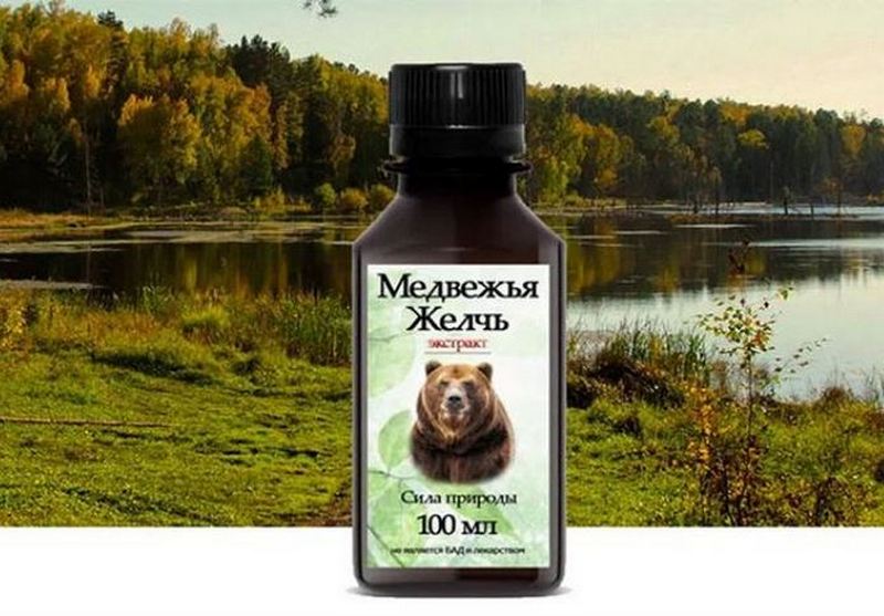 Причины популярности медвежьей желчи и ее лечебные свойства